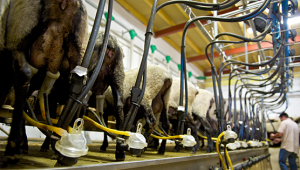 Les étapes clés de l'élevage de brebis | Fromage Ossau Iraty